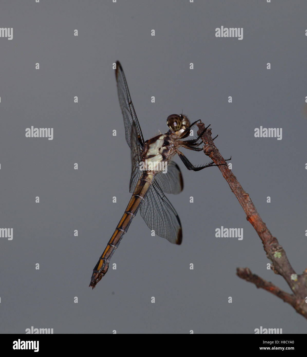 Dragonfly that looks like it is barely hanging onto a twig Stock Photo ...