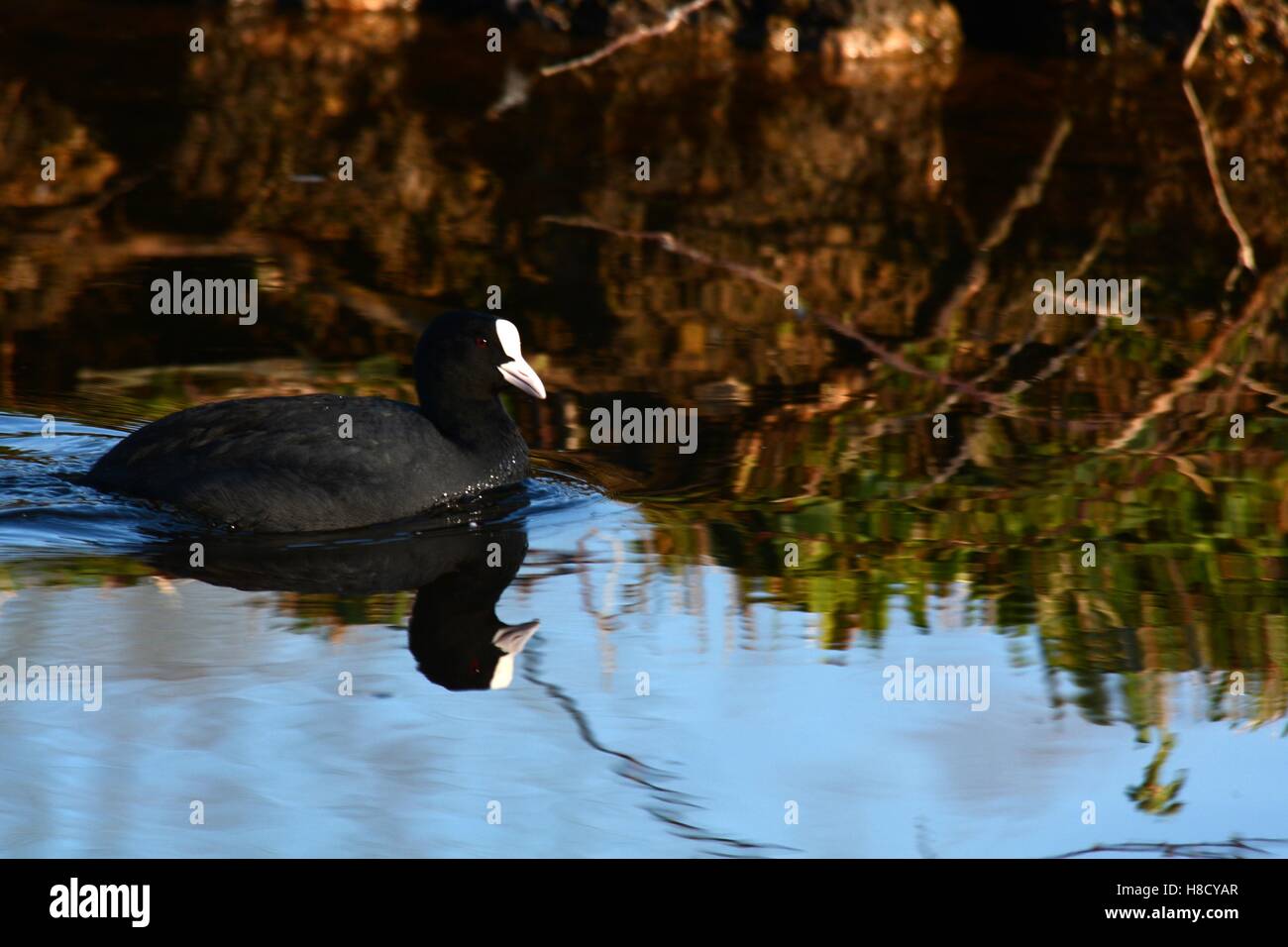 The coot is an omnivore hi-res stock photography and images - Alamy