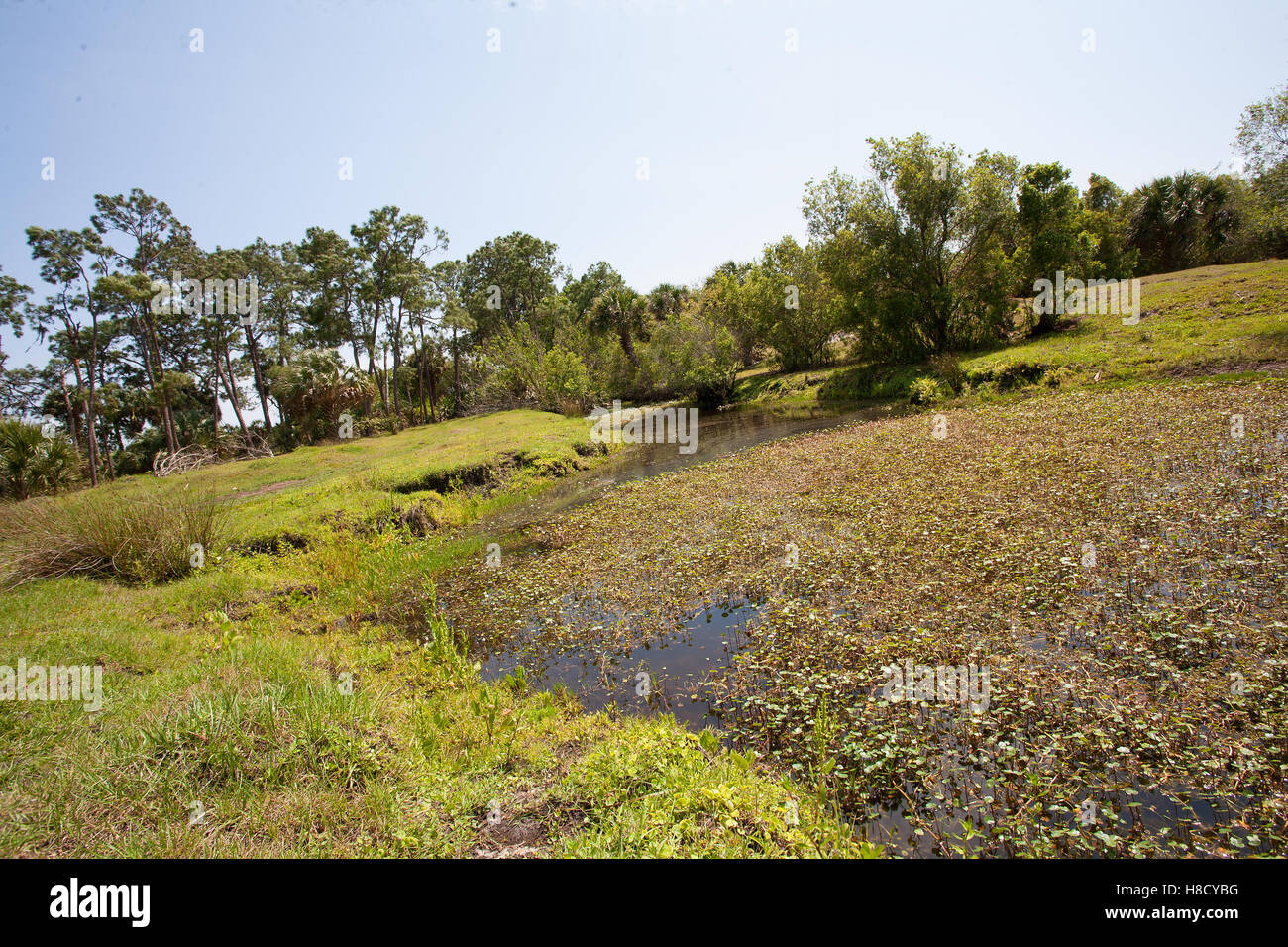 Slow moving Florida stream that is covered with weeds Stock Photo - Alamy