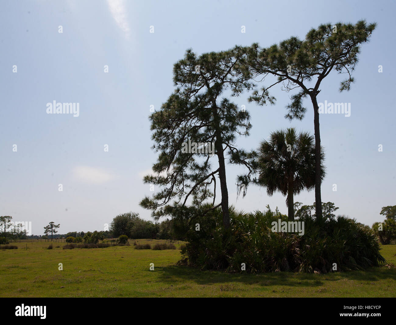 Green field with group of trees hi-res stock photography and images - Alamy