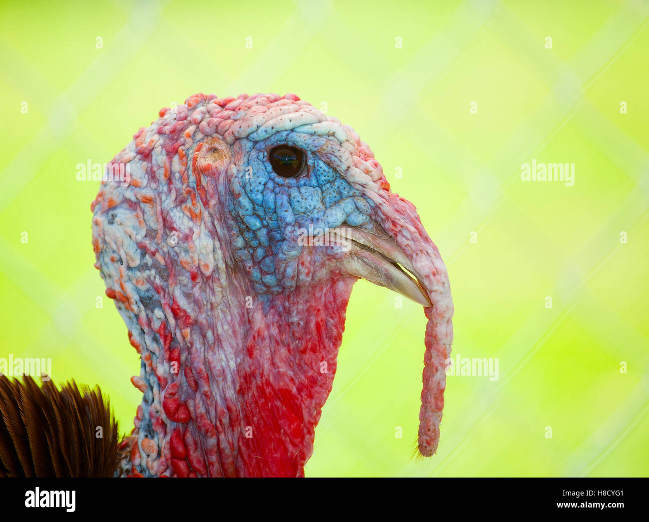Domestic turkey head shot with a green background Stock Photo - Alamy