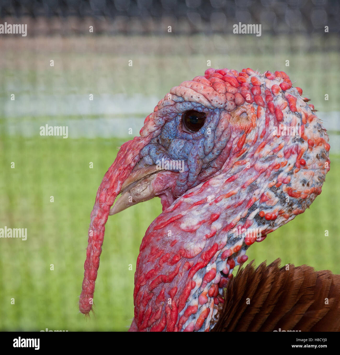 Profile of the head of a domestic tom turkey Stock Photo - Alamy