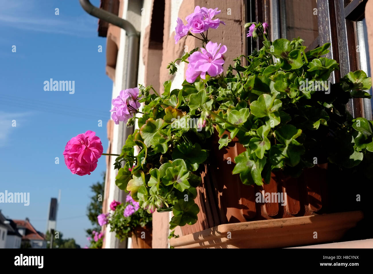 Flowers by the window Stock Photo - Alamy