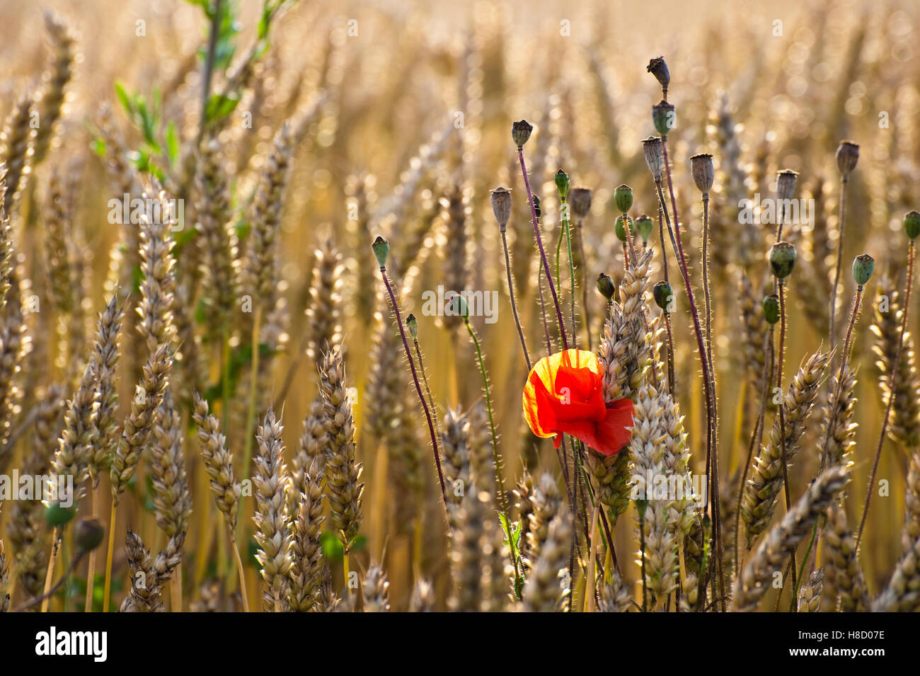 Wheatfield with poppy Stock Photo - Alamy