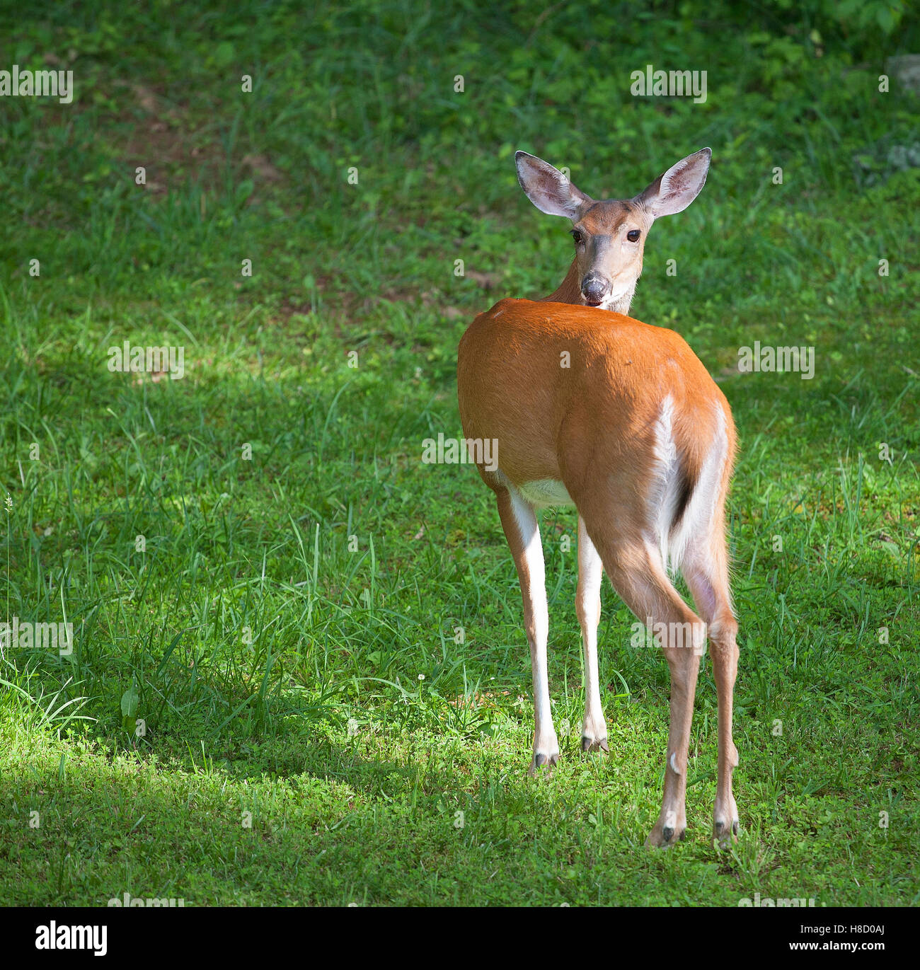 Deer on back legs hi-res stock photography and images - Alamy