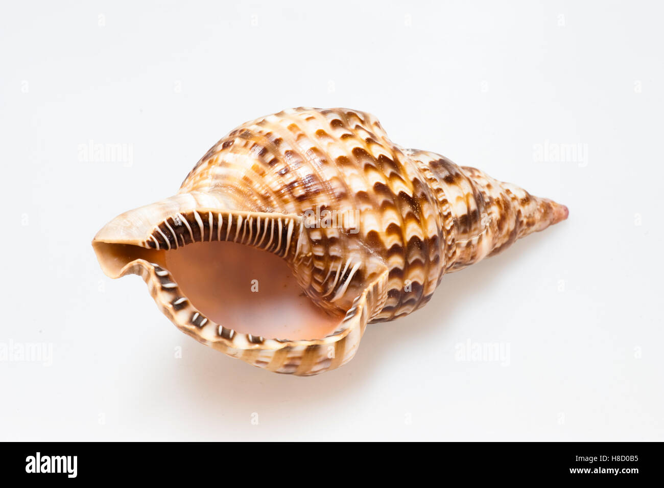 Inside mussel shell hi-res stock photography and images - Alamy