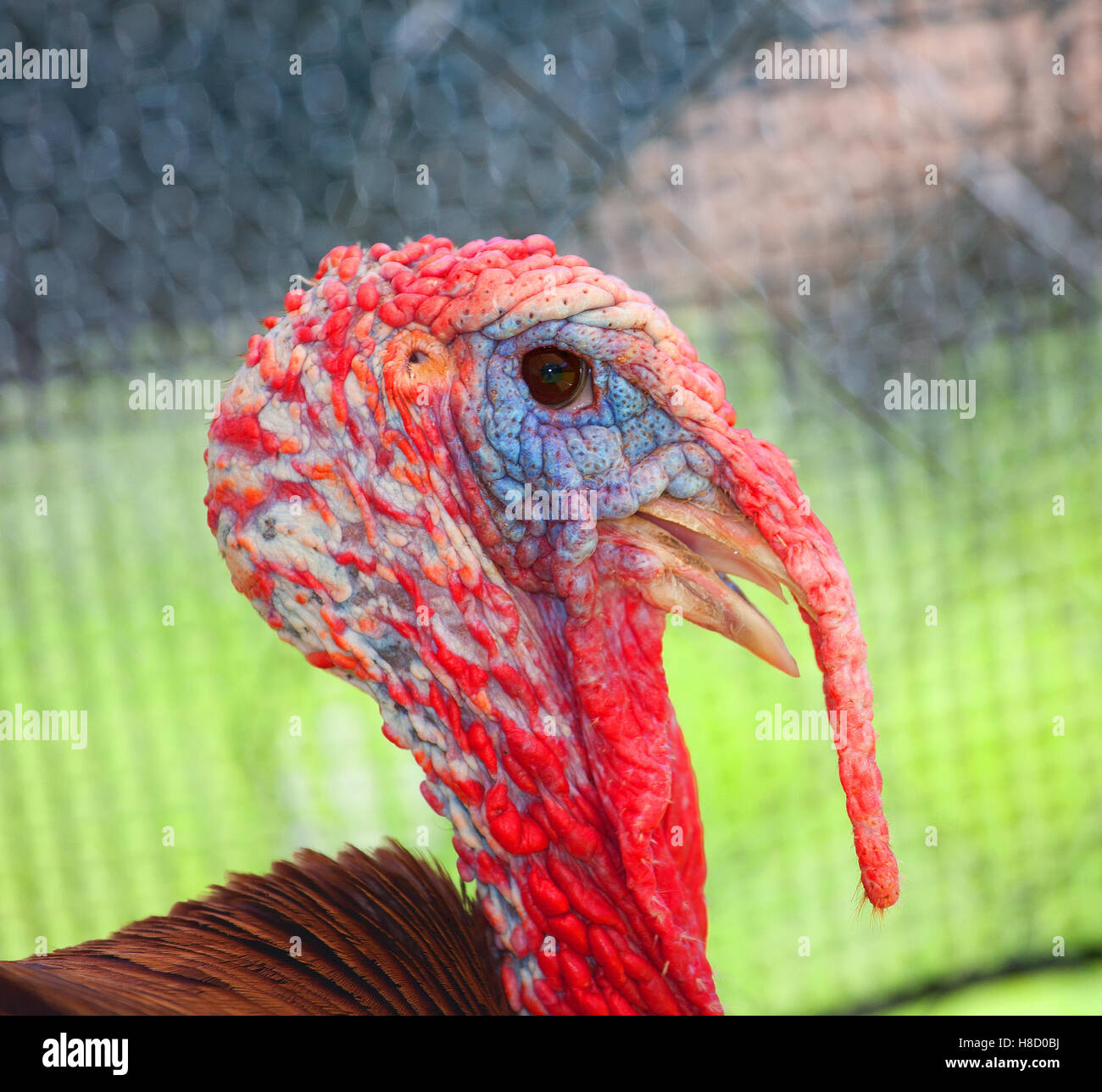 Gobbling turkey hi-res stock photography and images - Alamy