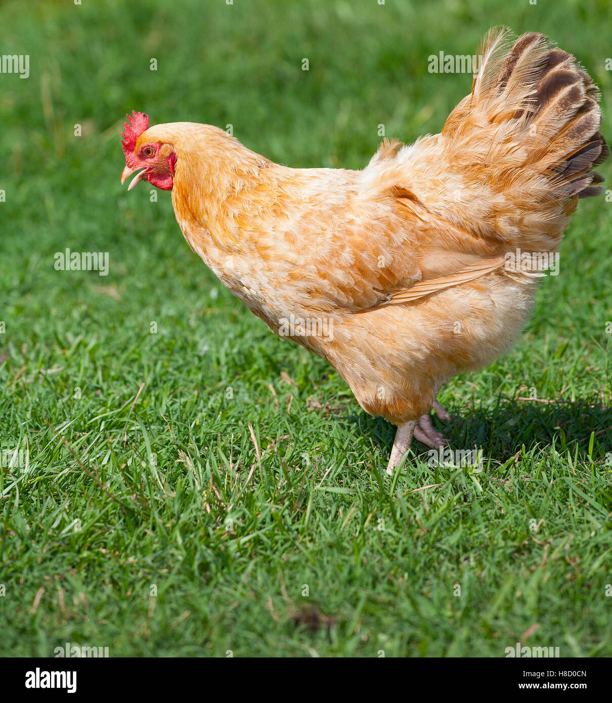 Orange hen hi-res stock photography and images - Alamy