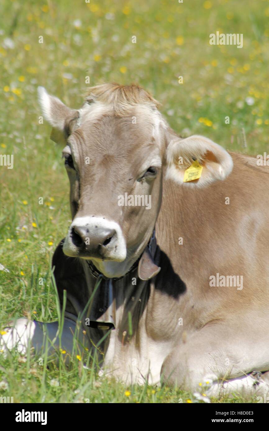 Cow grazing in freedom in the high mountains Stock Photo - Alamy