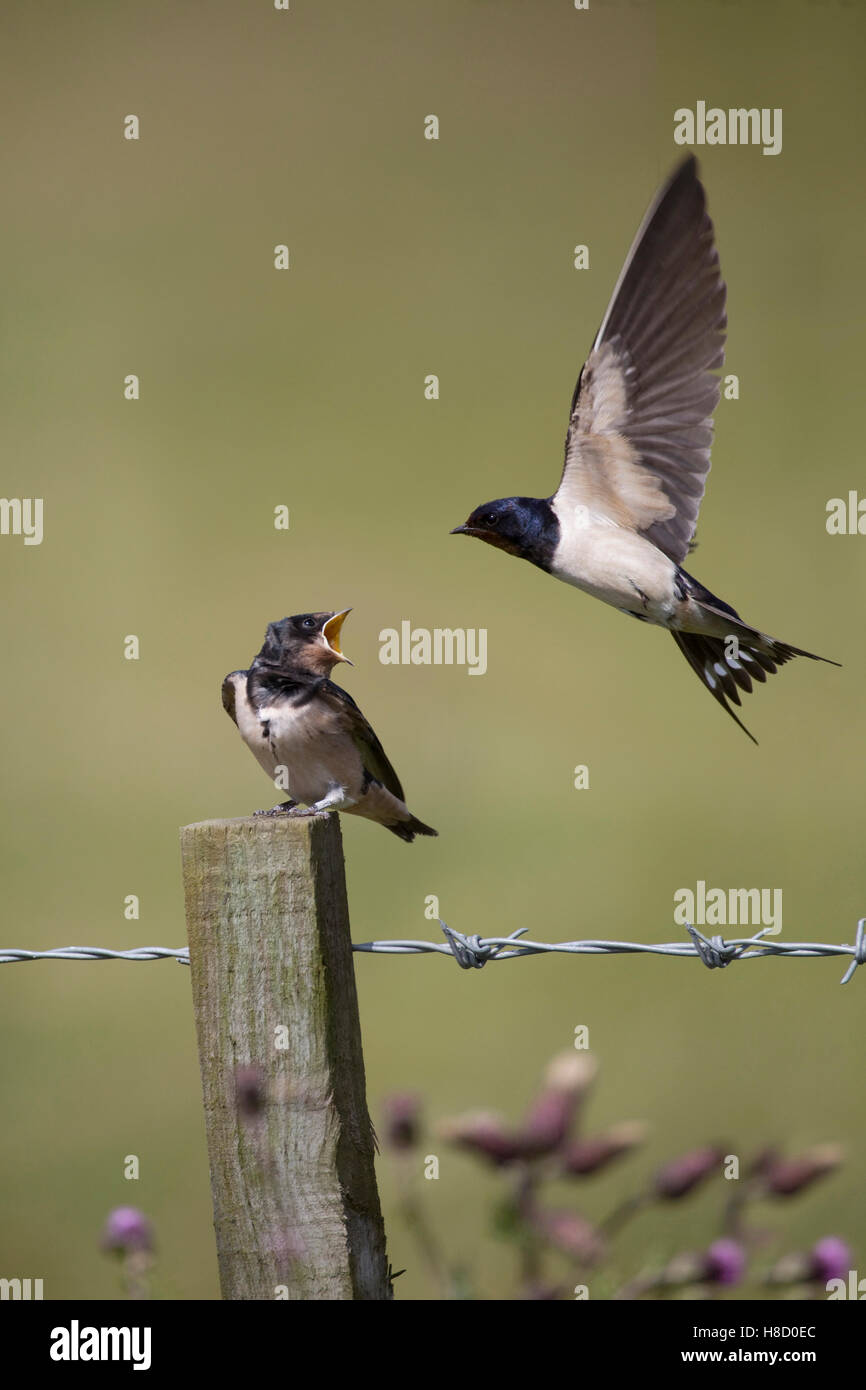 Barn swallows on the fence hi-res stock photography and images - Alamy