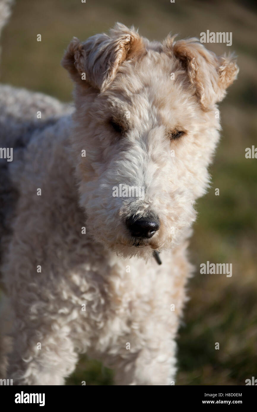 Wirehaired Fox-Terrier, portrait Stock Photo - Alamy
