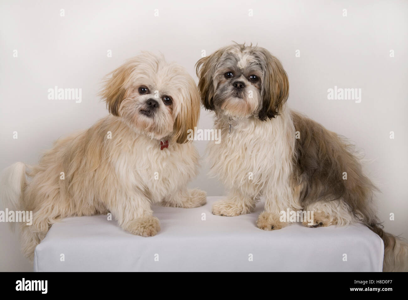 Two pet dogs on white box Stock Photo - Alamy