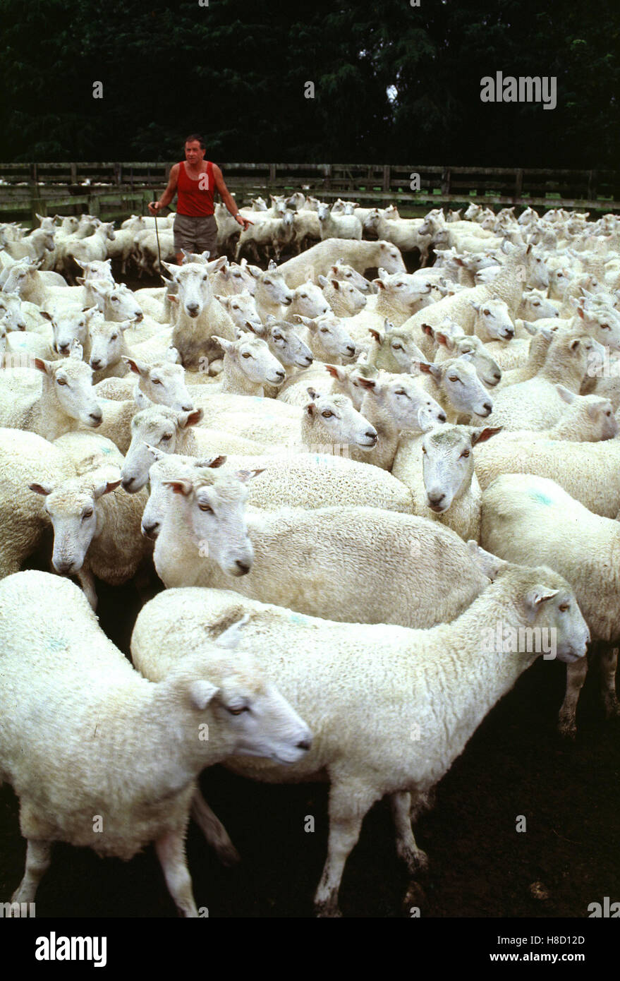 Schaffarm hi-res stock photography and images - Alamy