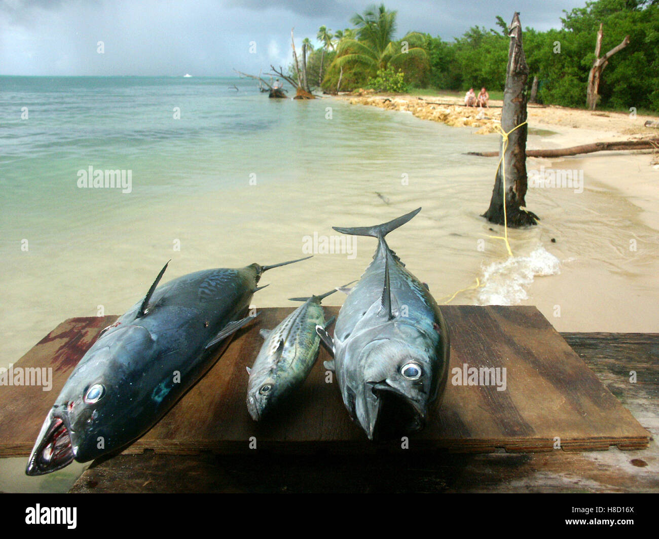 Fischfang am strand von tobago hi-res stock photography and images - Alamy