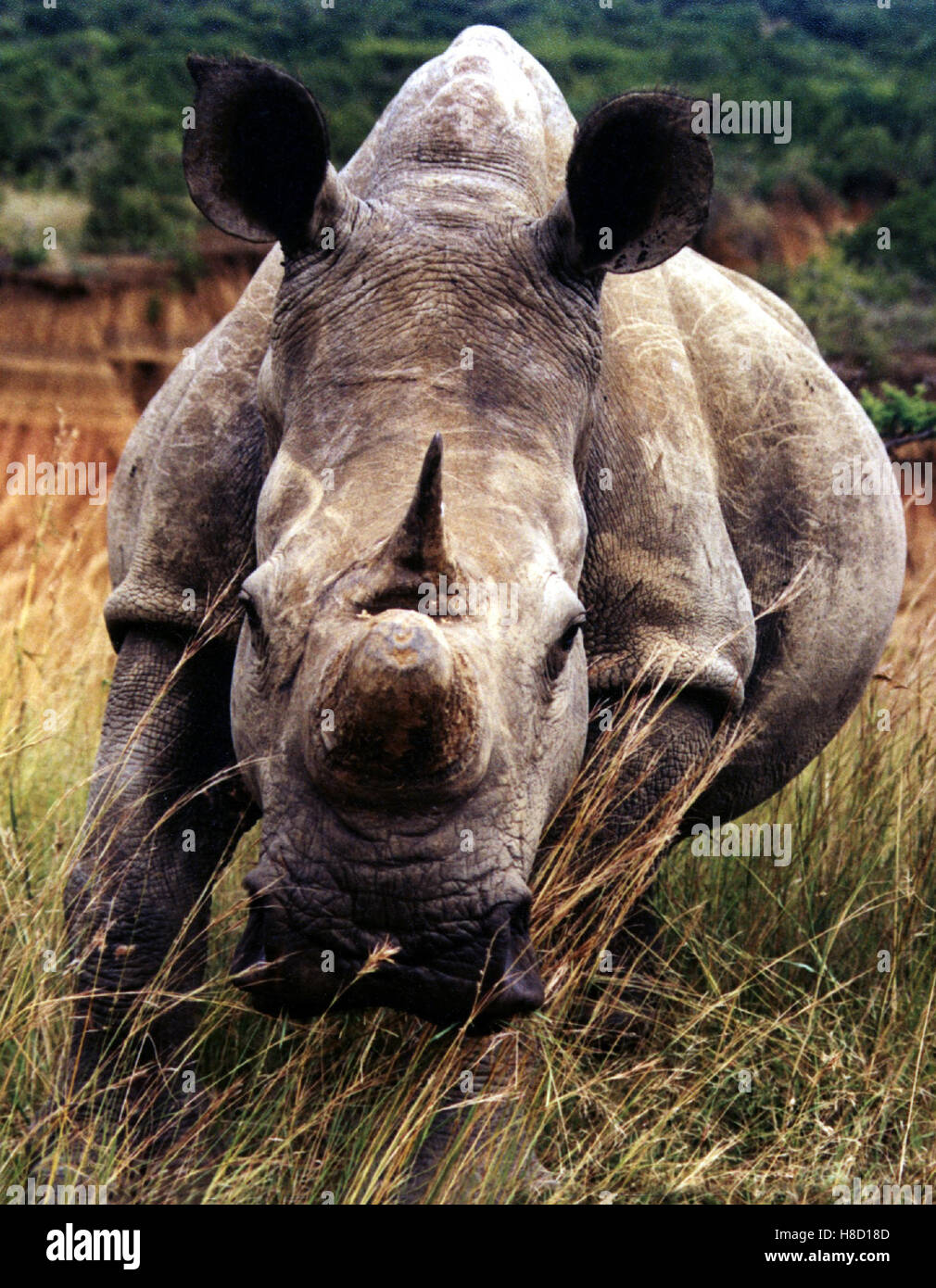Nashorn in sudafrika hi-res stock photography and images - Alamy
