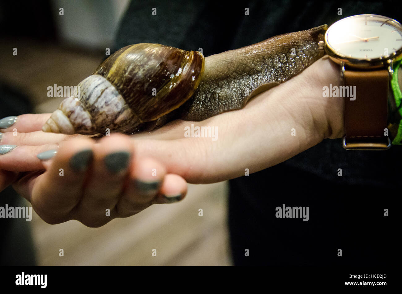 Snail mucus is known to contain nutrients and antioxidants and is said ...