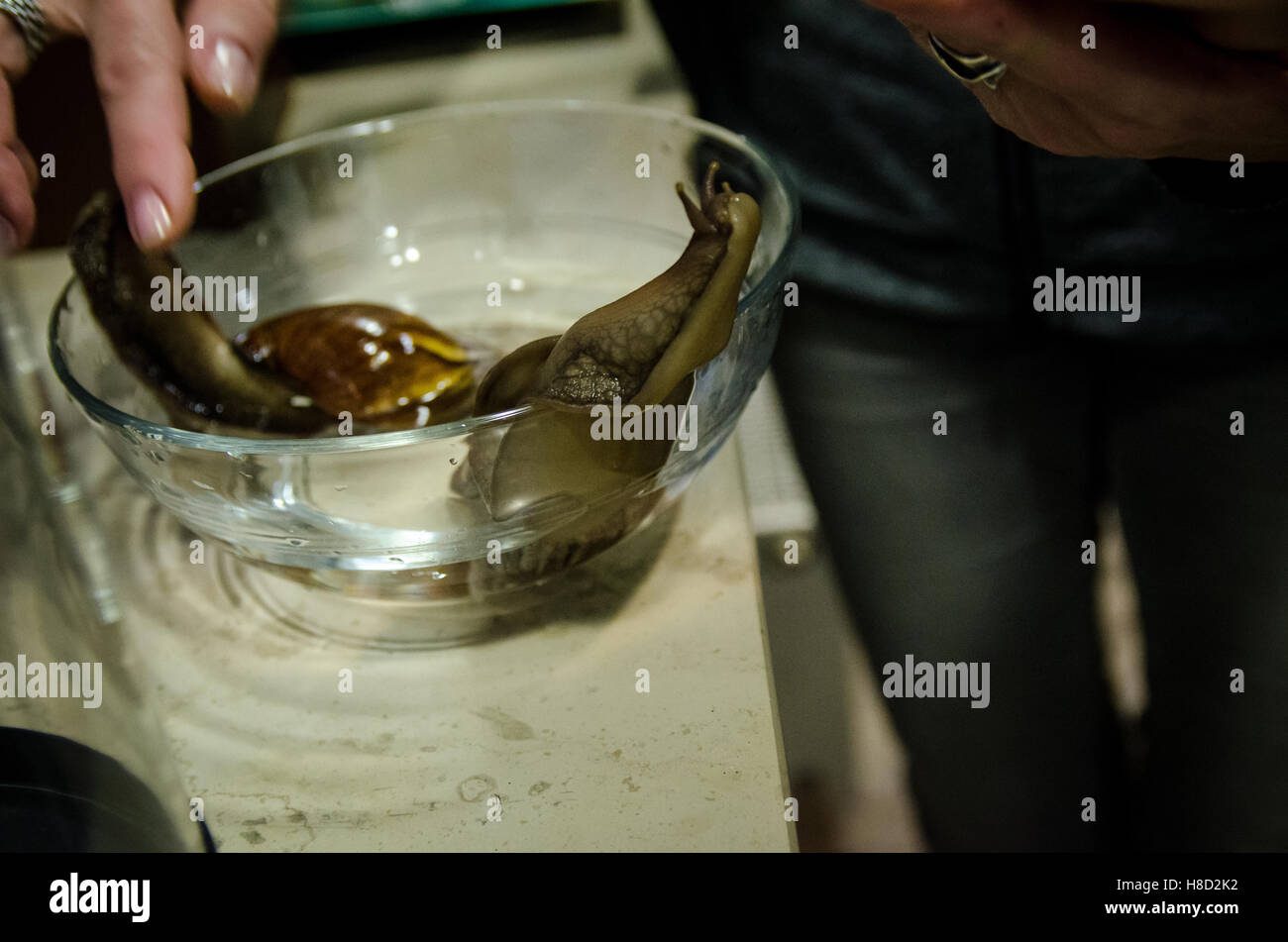 Snail mucus is known to contain nutrients and antioxidants and is said ...