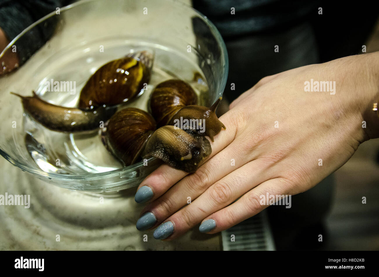 Snail mucus is known to contain nutrients and antioxidants and is said ...