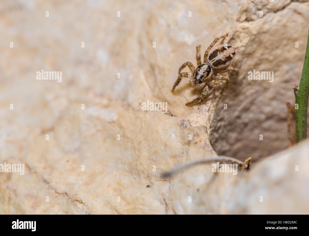 Waitingwildlife hi-res stock photography and images - Alamy