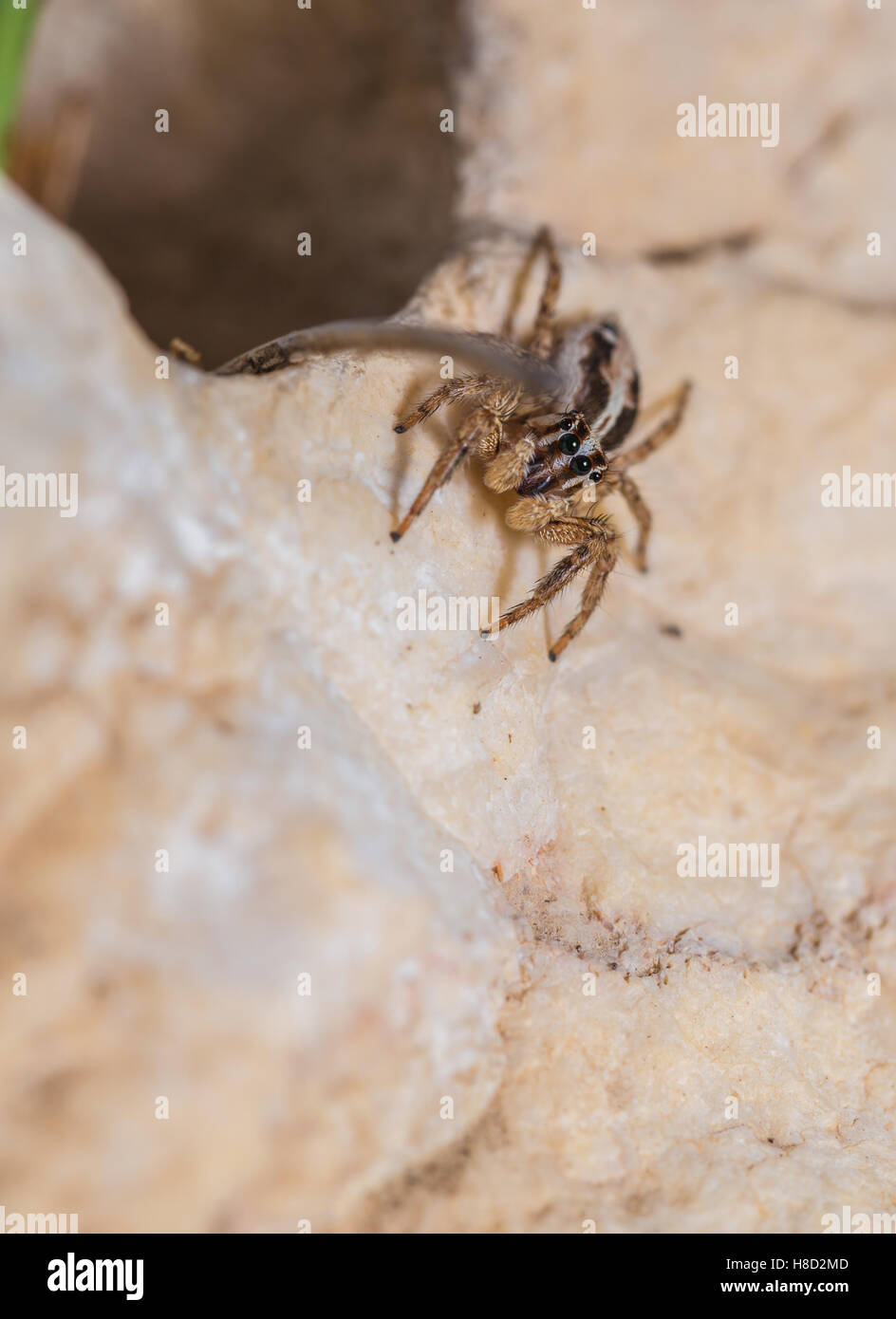 Waitingwildlife hi-res stock photography and images - Alamy