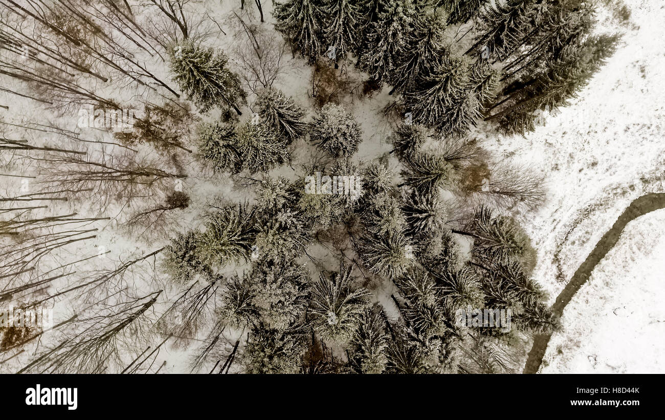 aerial view of winter forest with frosty trees, with low clouds Stock ...