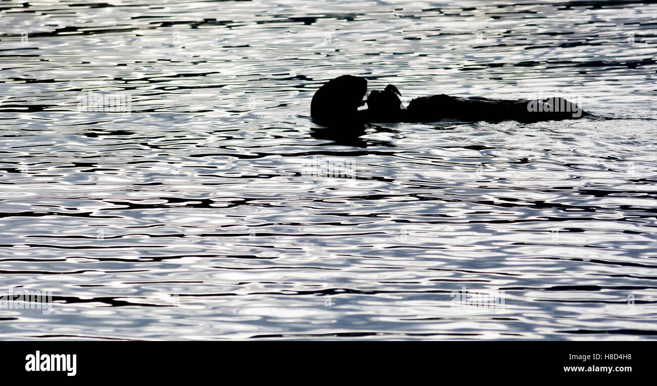 A lonely otter eats a crab in the late afternoon light Stock Photo - Alamy