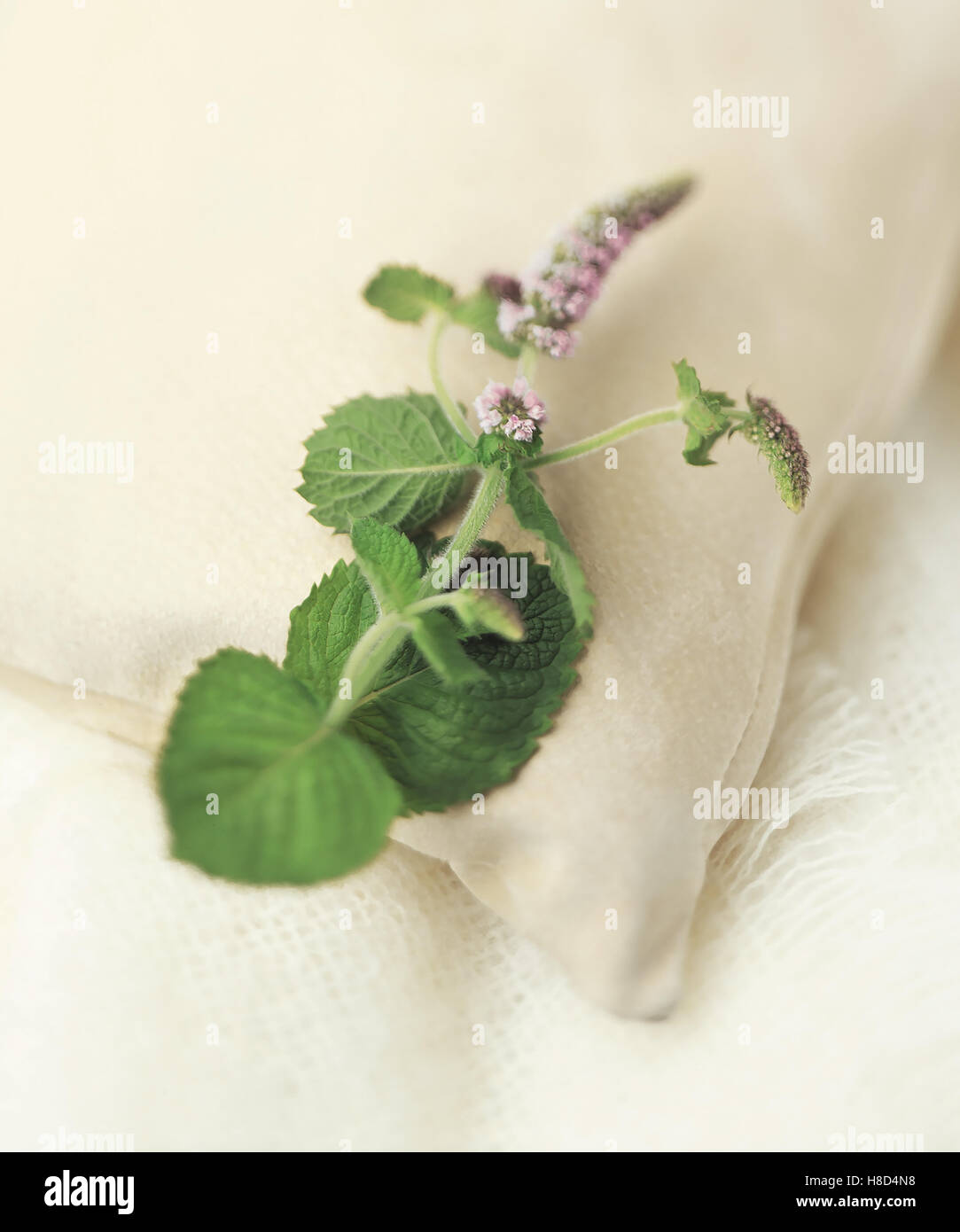 A sprig of naturally flowering mint Stock Photo - Alamy