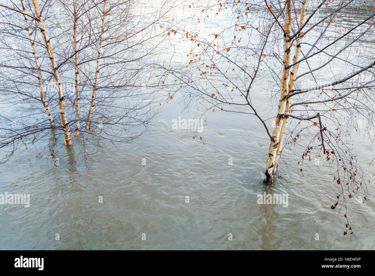Trees sticking in flood hi-res stock photography and images - Alamy