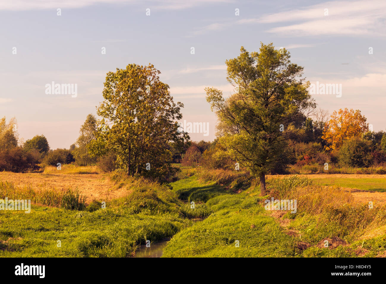 Sundown over a beautiful and colorful meadow, two trees on the meadow ...