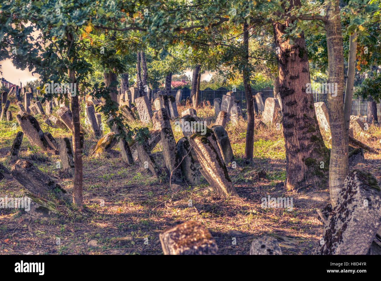 Grave stone tree hi-res stock photography and images - Alamy