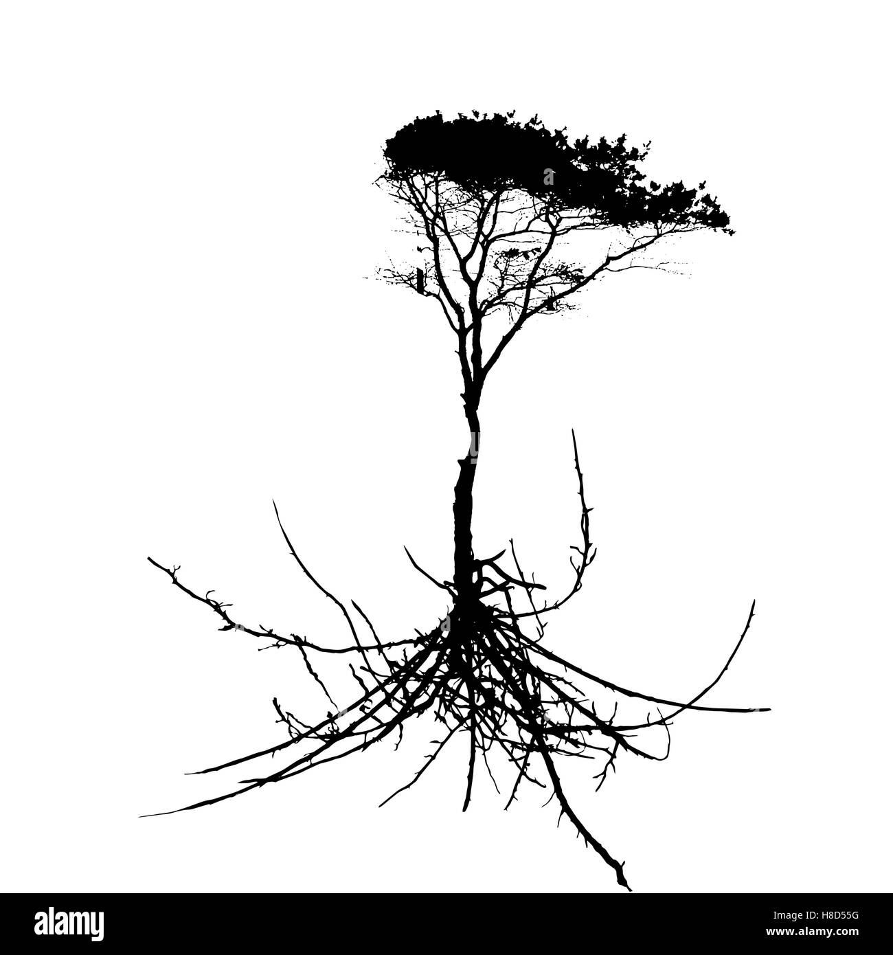 Close up backgrounds deciduous Black and White Stock Photos & Images ...