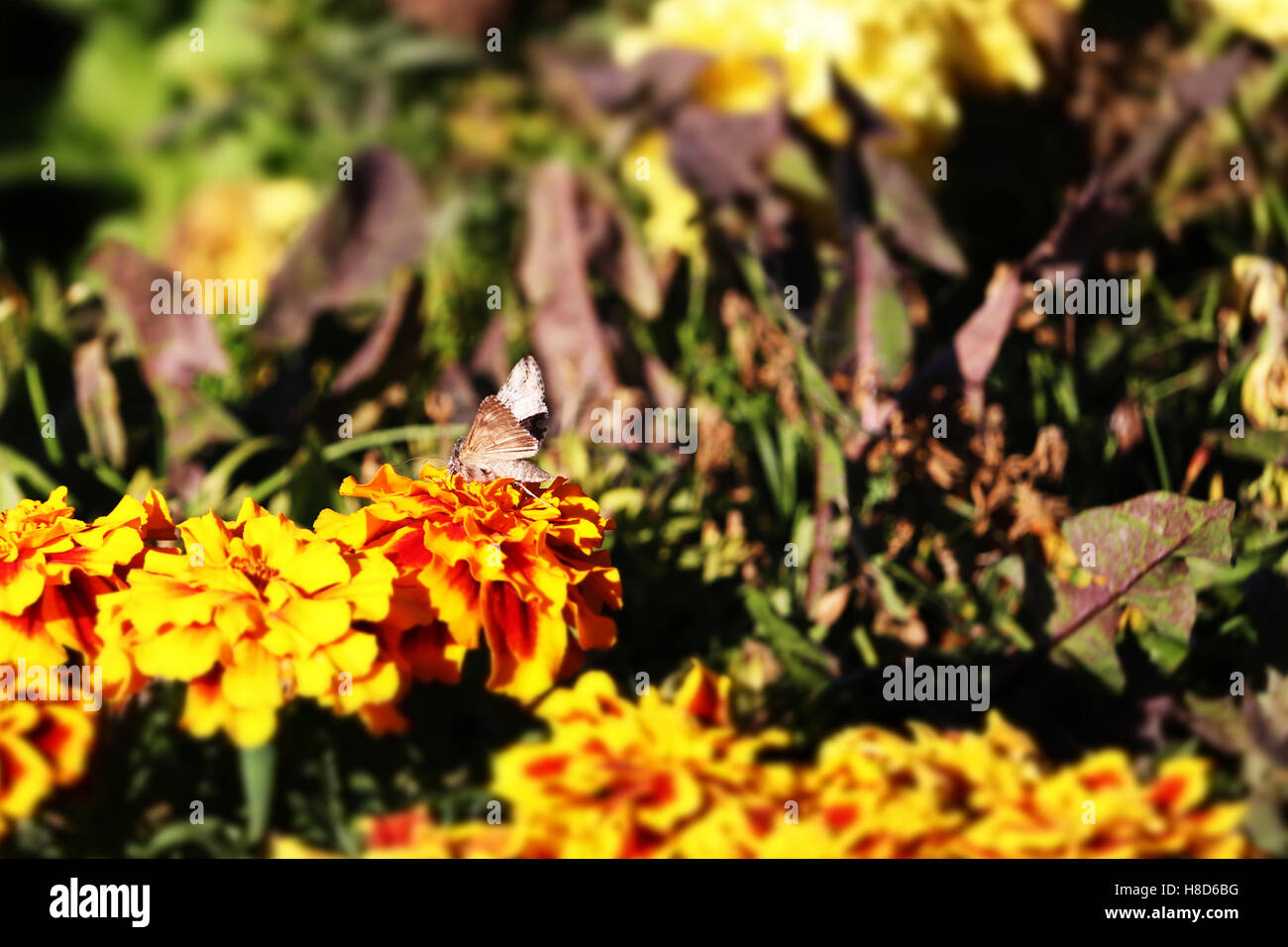Moth investigating flower in garden Stock Photo - Alamy