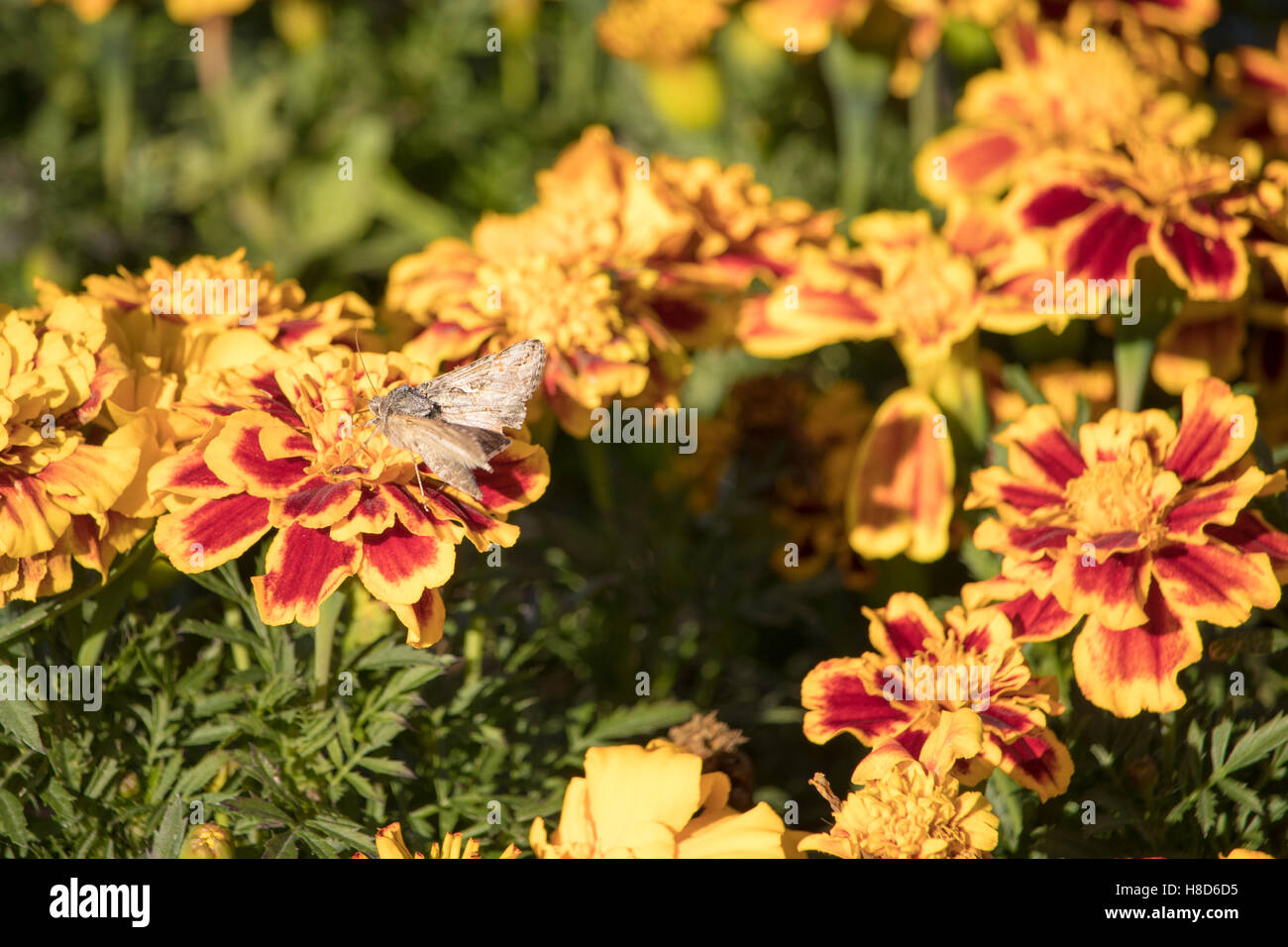 Moth investigating flower in garden Stock Photo - Alamy