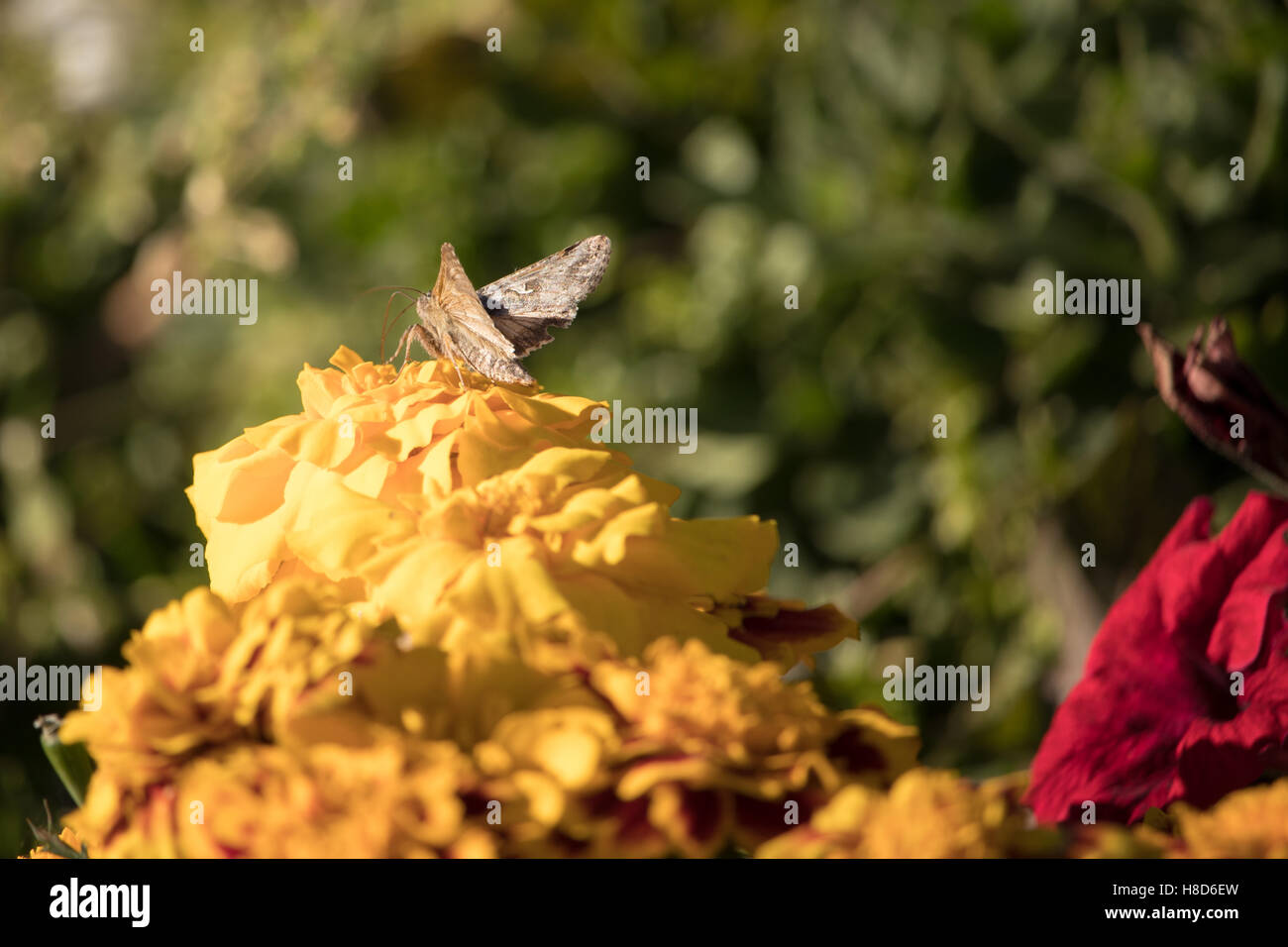 Moth investigating flower in the garden Stock Photo - Alamy