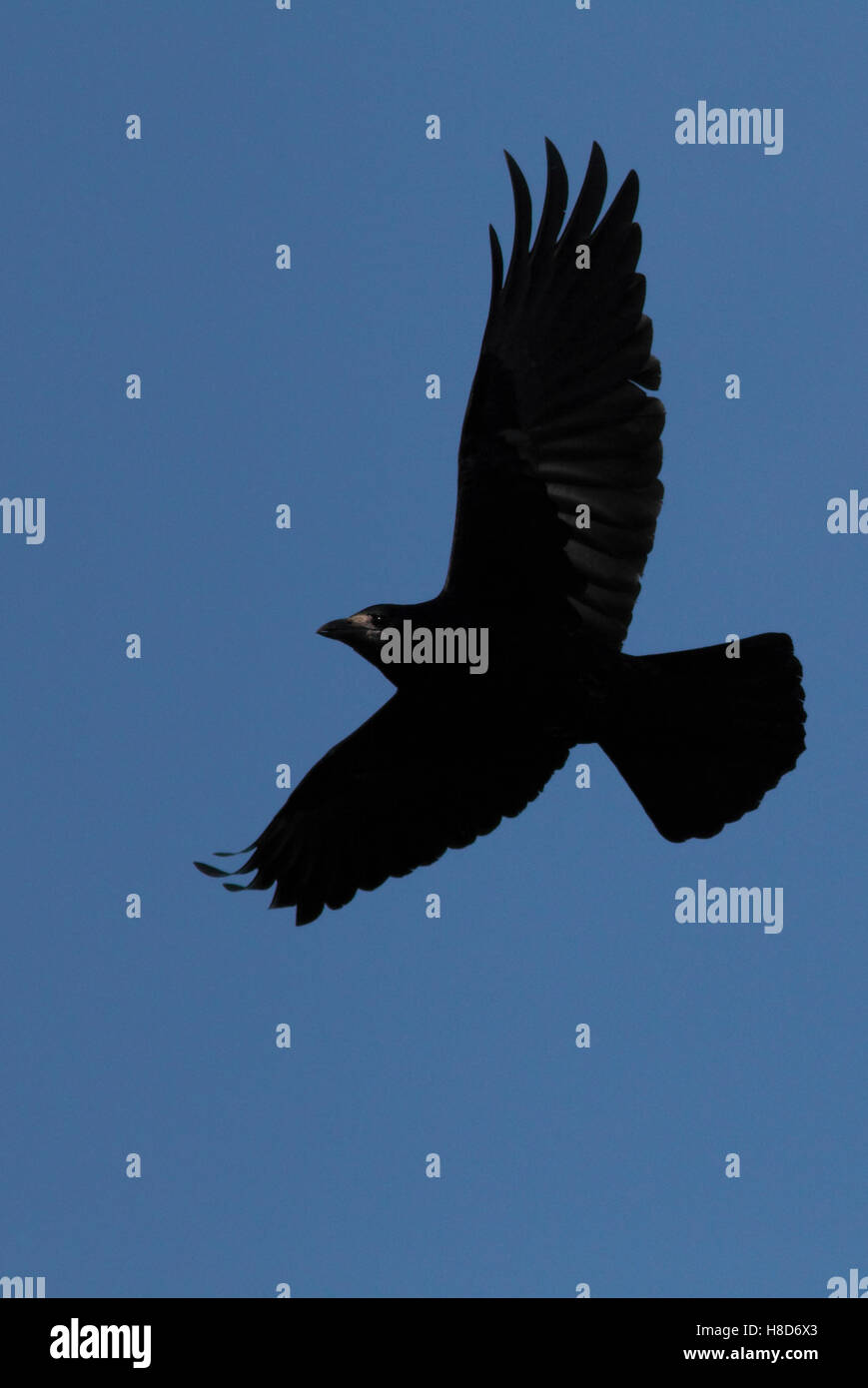 Rook in flight Stock Photo - Alamy