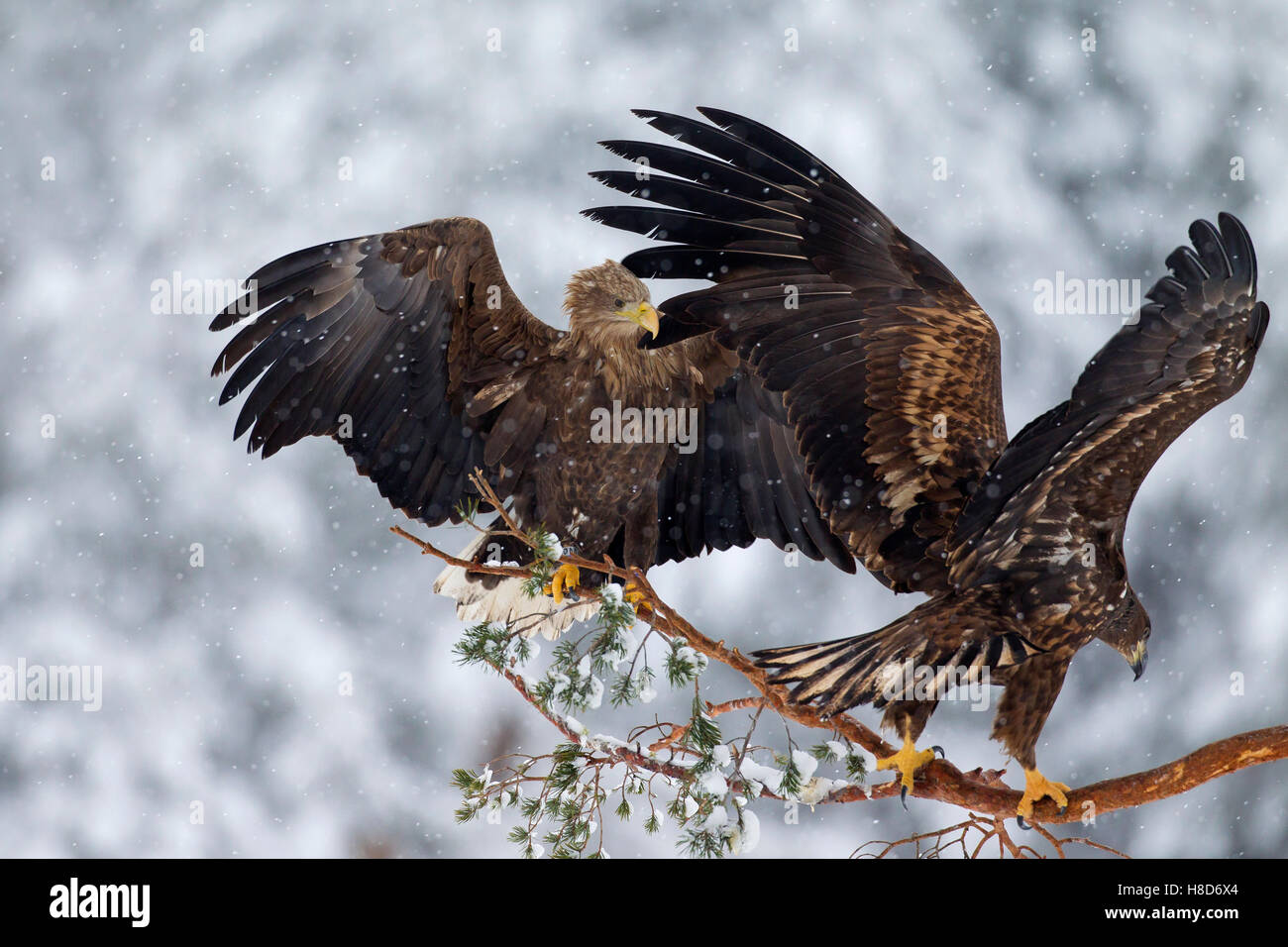 Two white-tailed eagles / white-tailed sea eagles / ernes (Haliaeetus ...