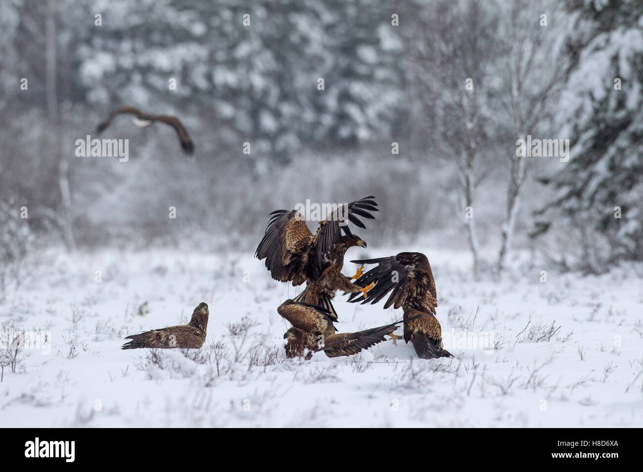 Two white-tailed eagles / white-tailed sea eagles / ernes (Haliaeetus ...