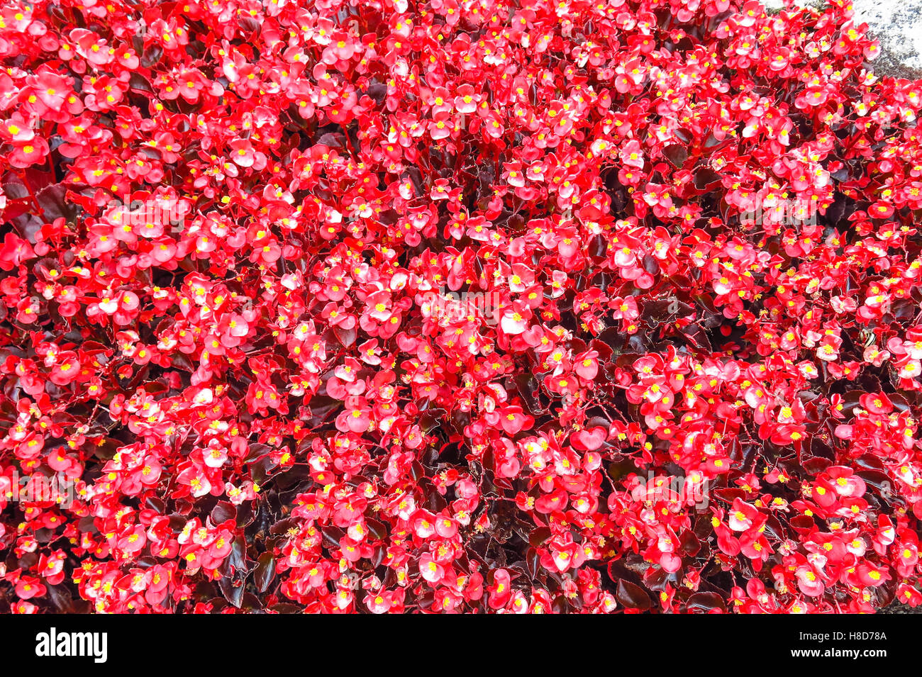 Photography with a natural background of red plants Stock Photo - Alamy