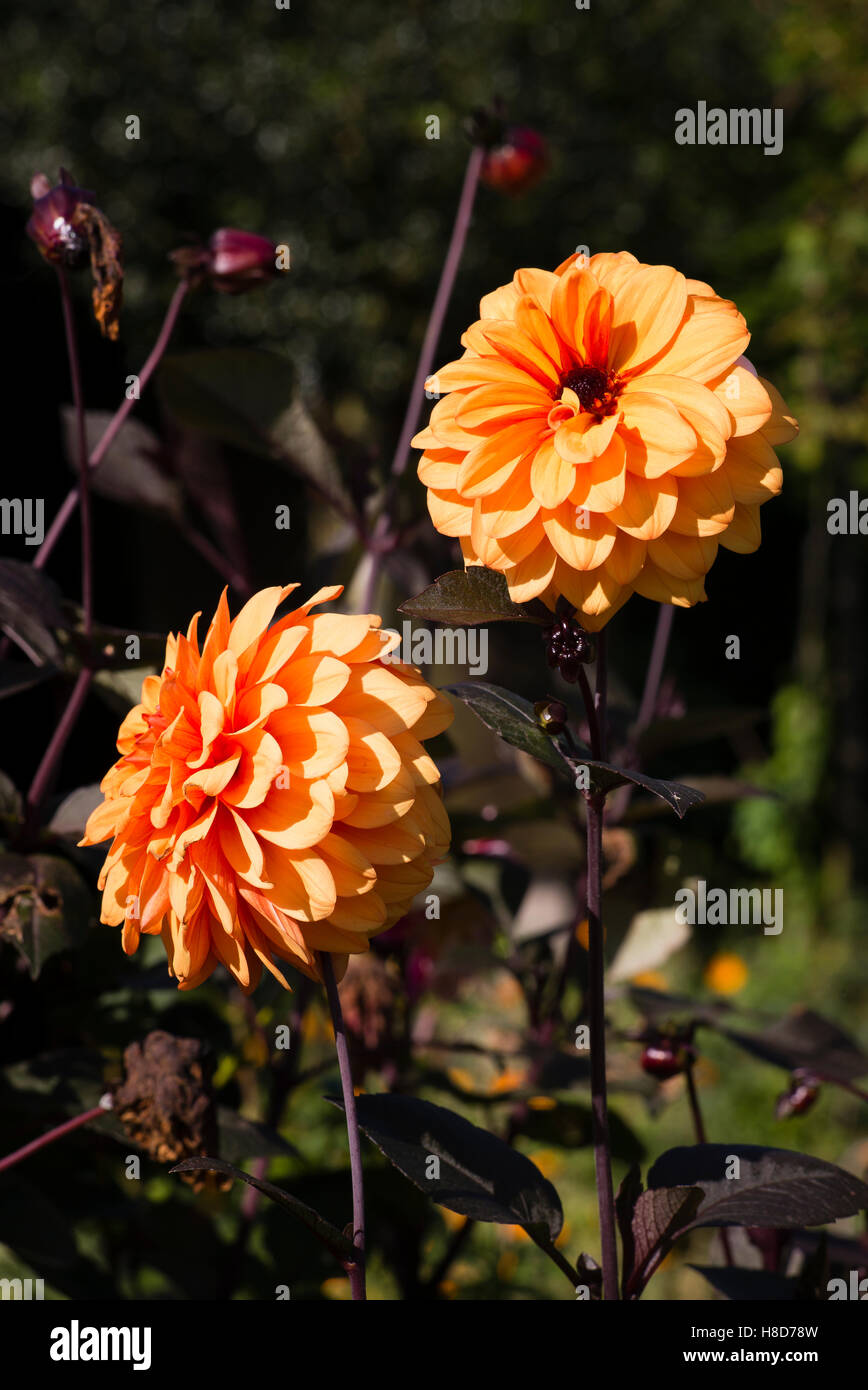 Dahlia David Howard flowering in October in UK Stock Photo - Alamy