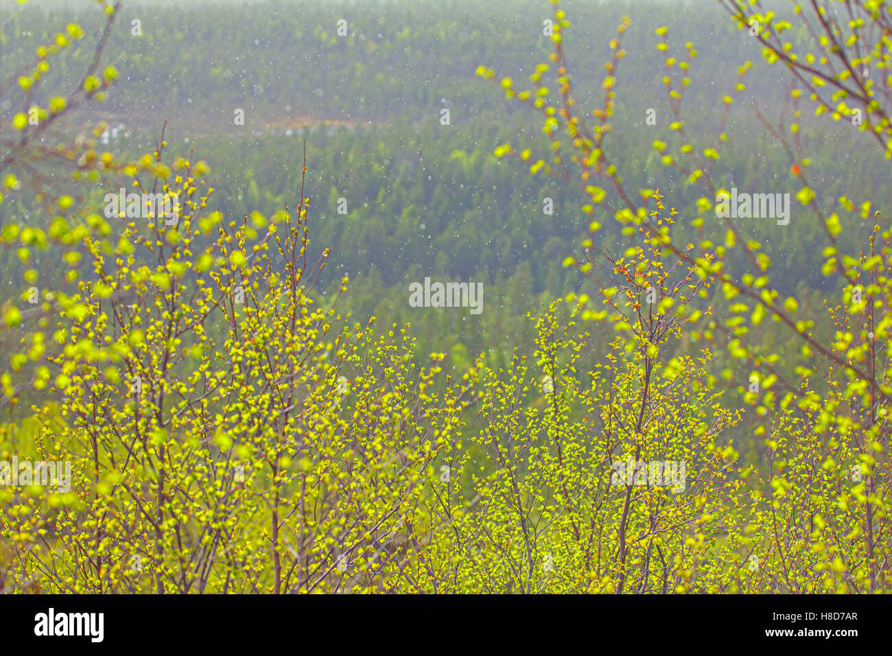 Spring. Young bright green leaves on branches and warm sunshower Stock ...