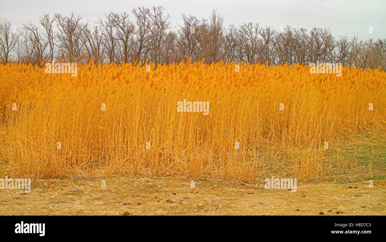 Drought 2. Lake in steppe is completely dry, there is belt of reeds and ...