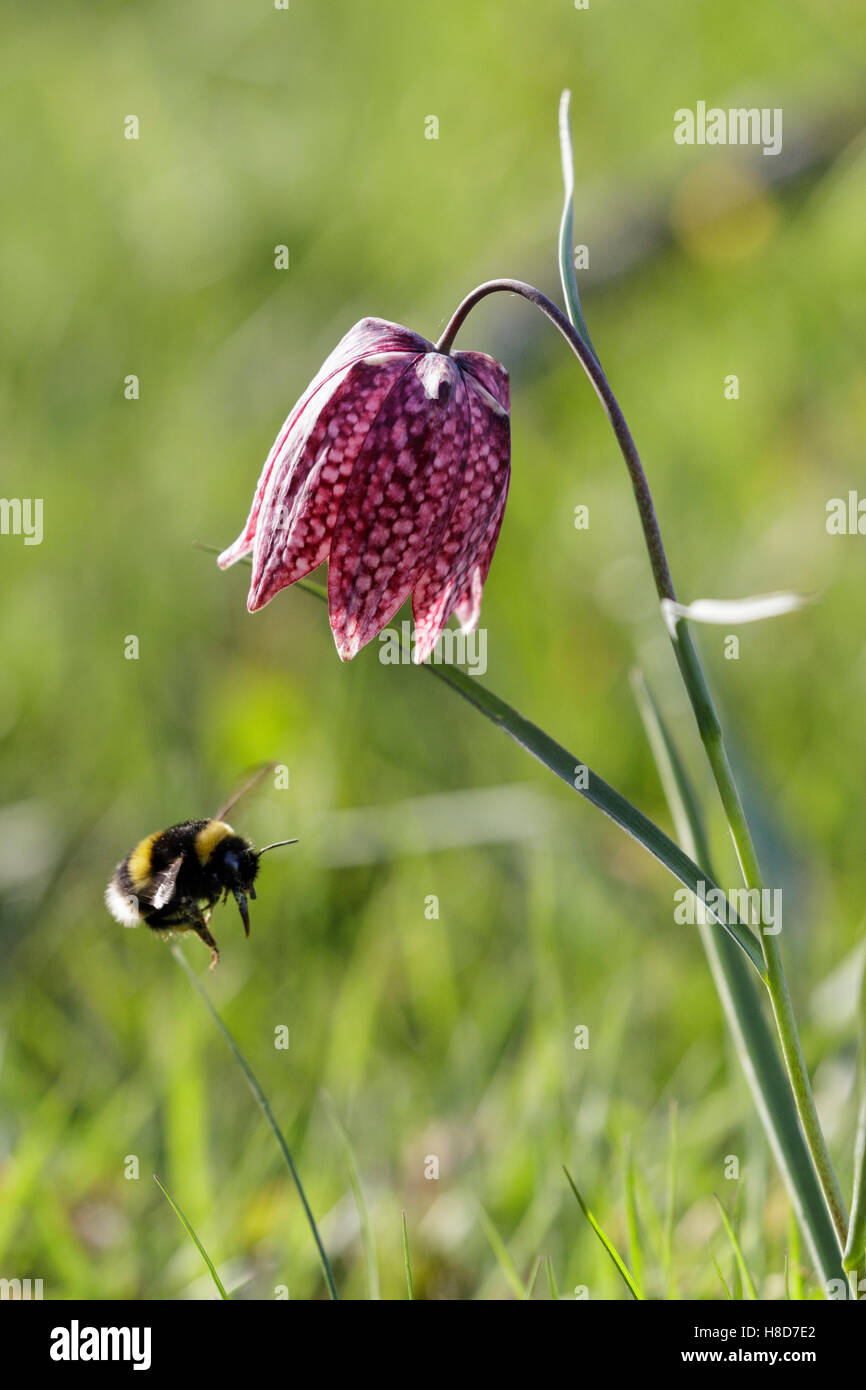 Land of snakes hi-res stock photography and images - Alamy