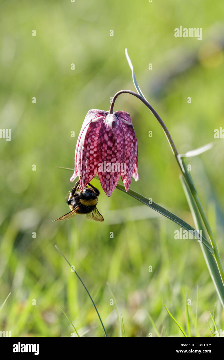 Bumble bee (Bombus) on a Snakes Head Fritillary (Fritillaria meleagris ...