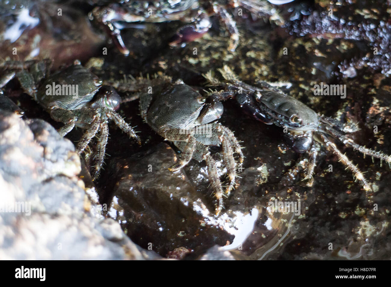 Public life (party) concept. Cluster crabs with spiny legs on edge of ...
