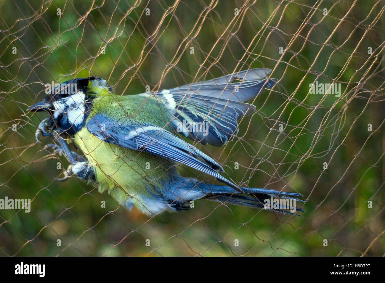 Ornithologists catch birds for ringing using special mist nets Stock ...