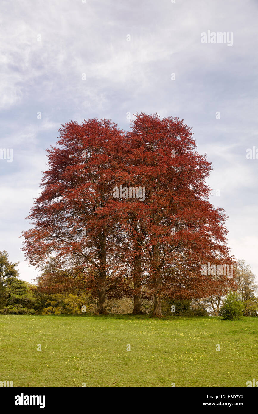 Pair of beech trees at Westonbirt Arboretum Stock Photo - Alamy