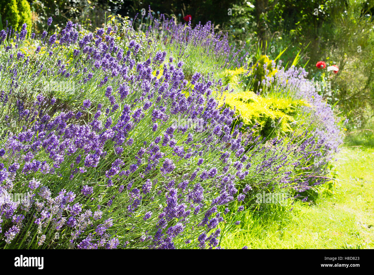 Lavender Garden Stock Photos & Lavender Garden Stock Images - Alamy