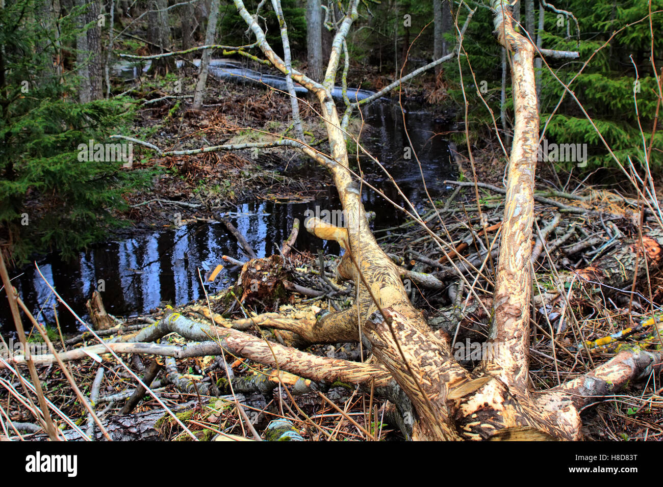 Foraging behavior of animals 1. Forest stream and traces of vital ...