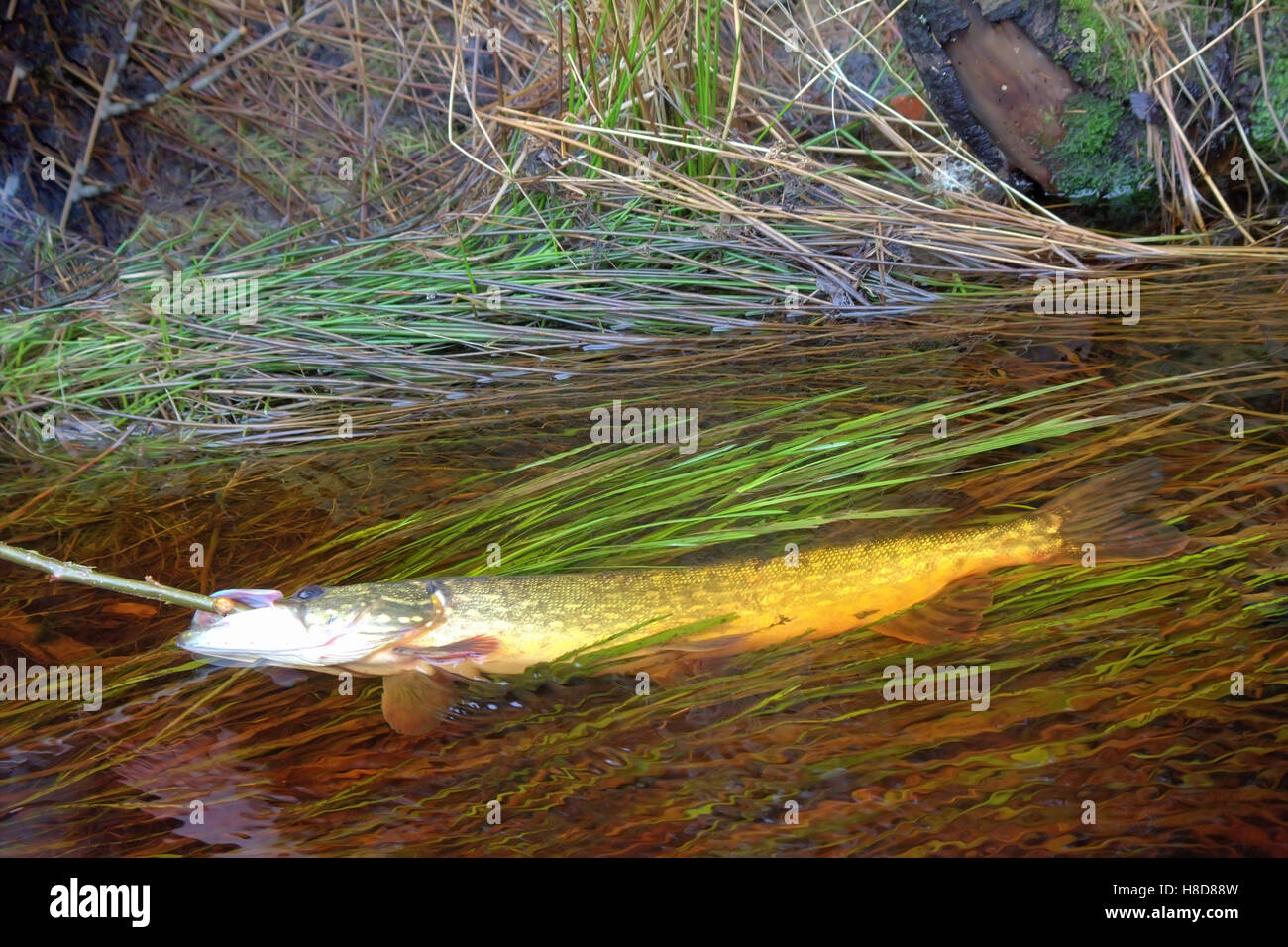 Pickerel fish hi-res stock photography and images - Alamy