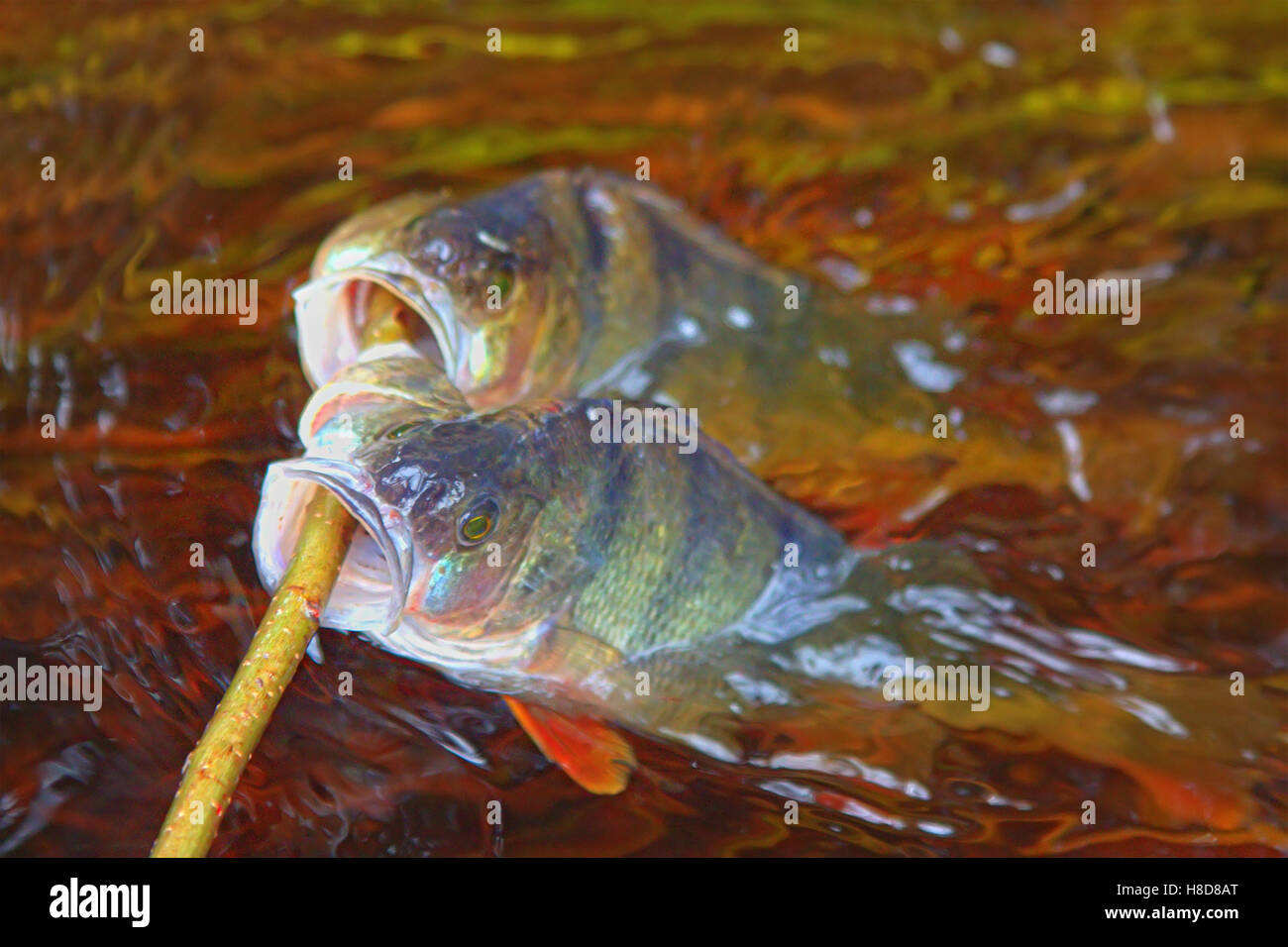 Food preservation methods hi-res stock photography and images - Alamy